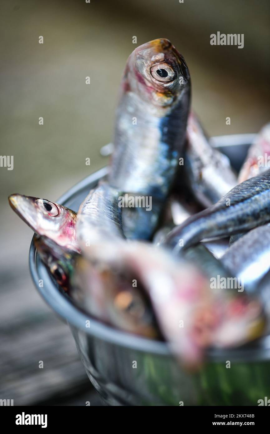 08.07.2018., Zagreb, Croatia - European pilchard. Photo: Sandra ...