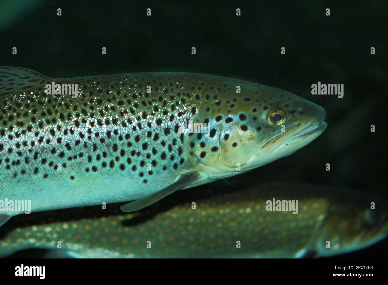 Bachforelle / River trout / Salmo trutta fario Stock Photo - Alamy