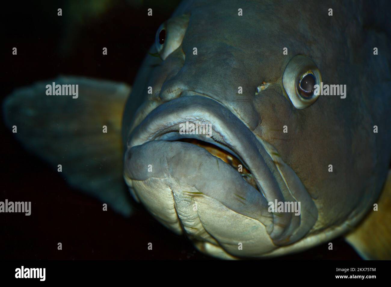 Brauner Zackenbarsch / Yellowbelly grouper / Epinephelus marginatus ...