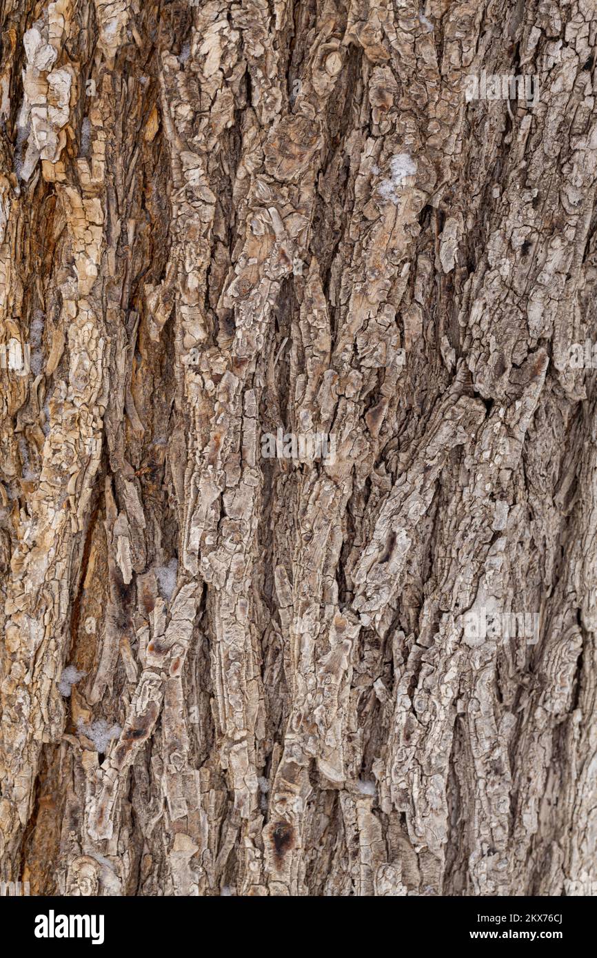Close-up of tree bark. An old tree. many years ago. carbon sink. close ...