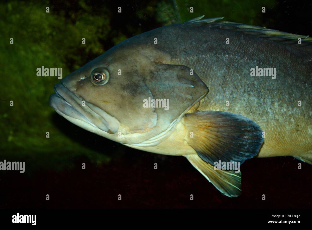 Brauner Zackenbarsch / Yellowbelly grouper / Epinephelus marginatus ...