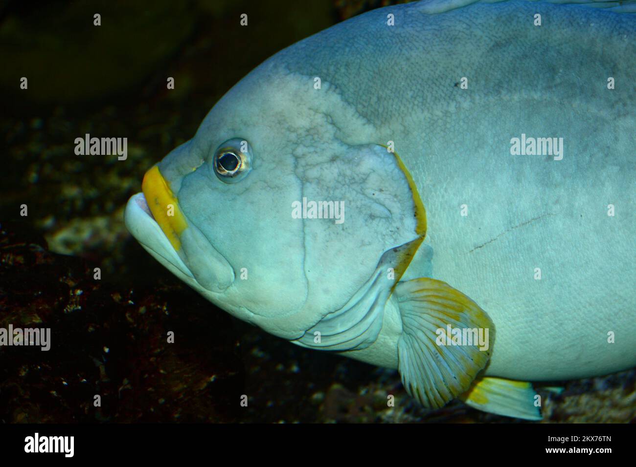 Blaugelber Zackenbarsch / Blue and yellow grouper / Epinephelus ...