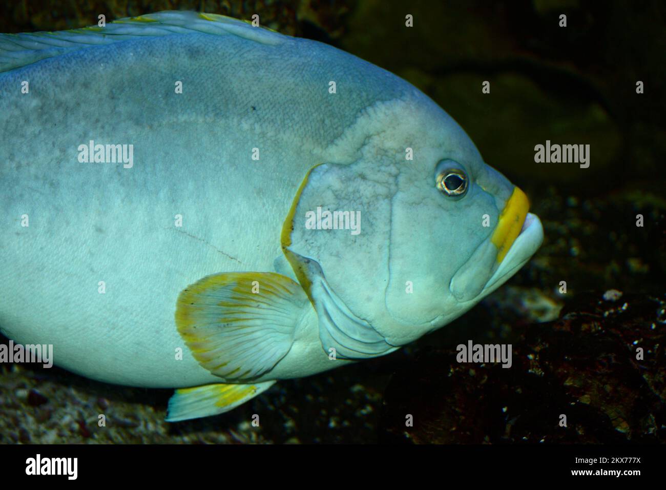 Blaugelber Zackenbarsch / Blue and yellow grouper / Epinephelus ...
