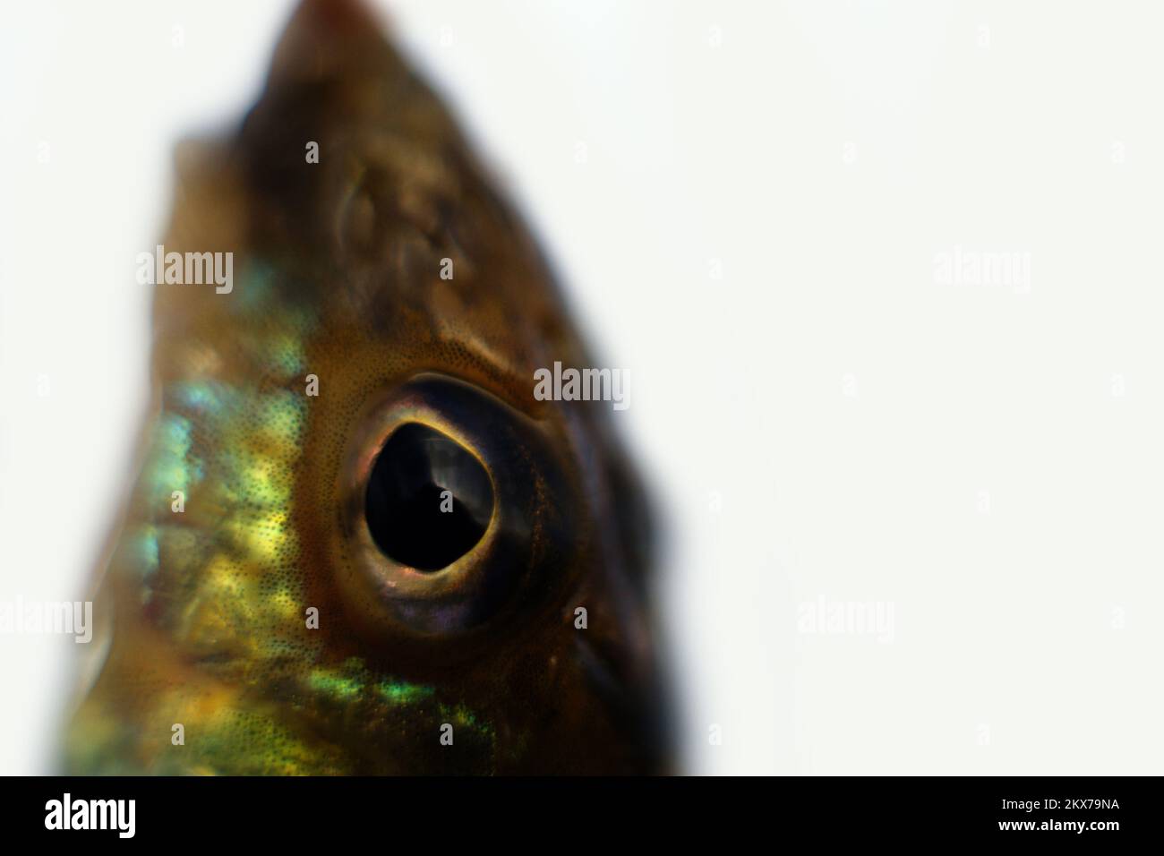 Eurasian ruffe also known as ruffe or pope. Macro photography river ...