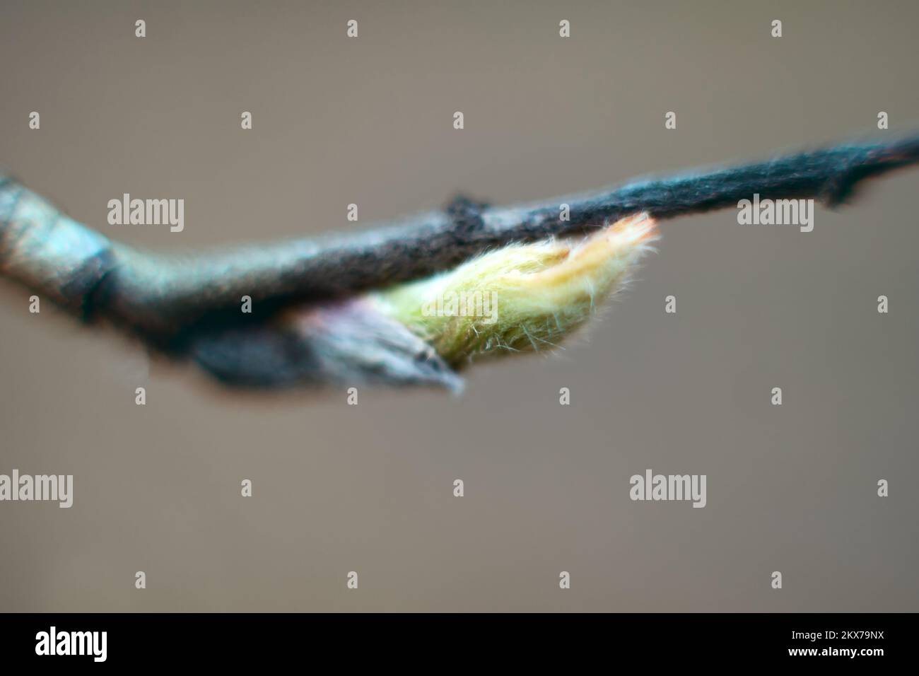 Spring awakening of the fruit bud (blossom bud) - buds shoot. Macro ...