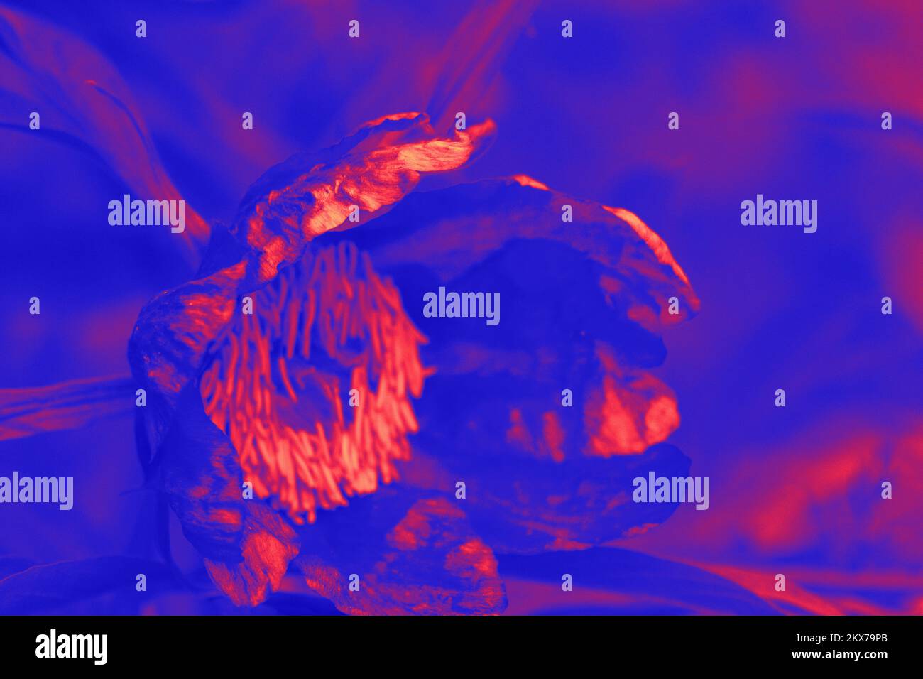 Bird-of-paradise flower. Garden of Eden, lotusland, pastures of heaven ...