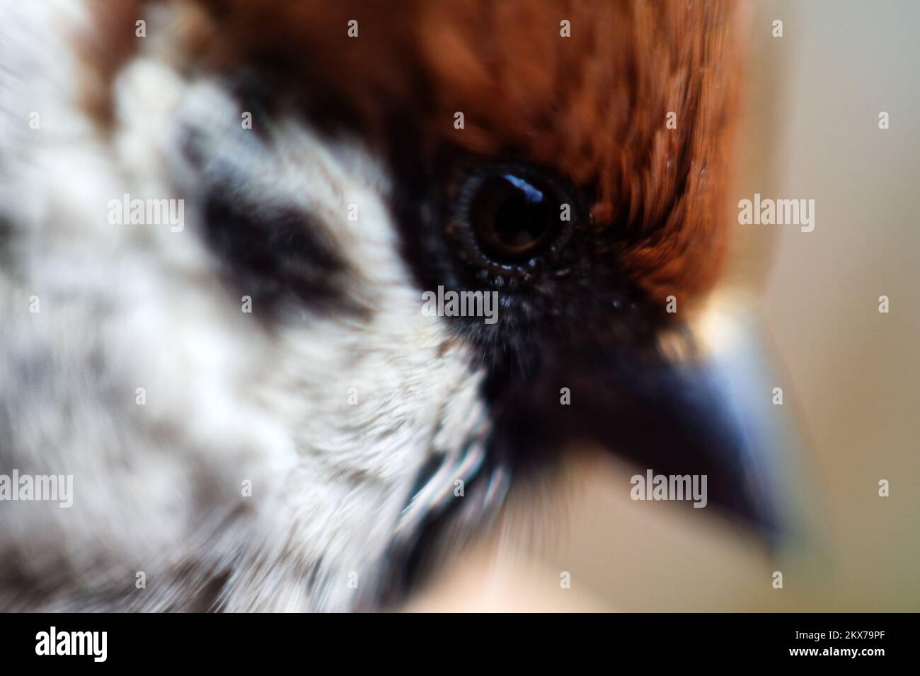 Closer to nature and human. Macro images of well-known birds in a ...