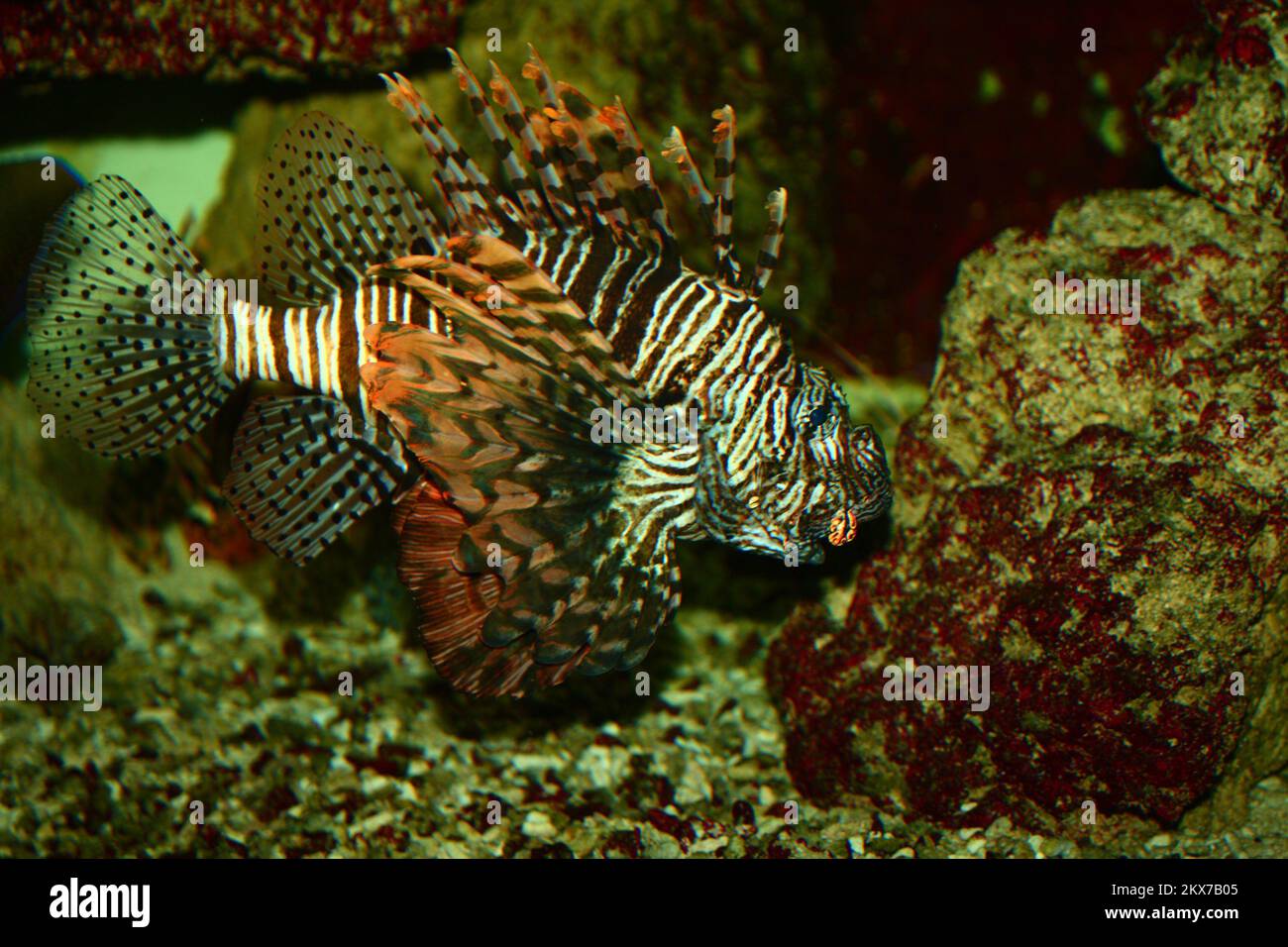 Rotfeuerfisch / Lionfish / Pterois antennata Stock Photo - Alamy