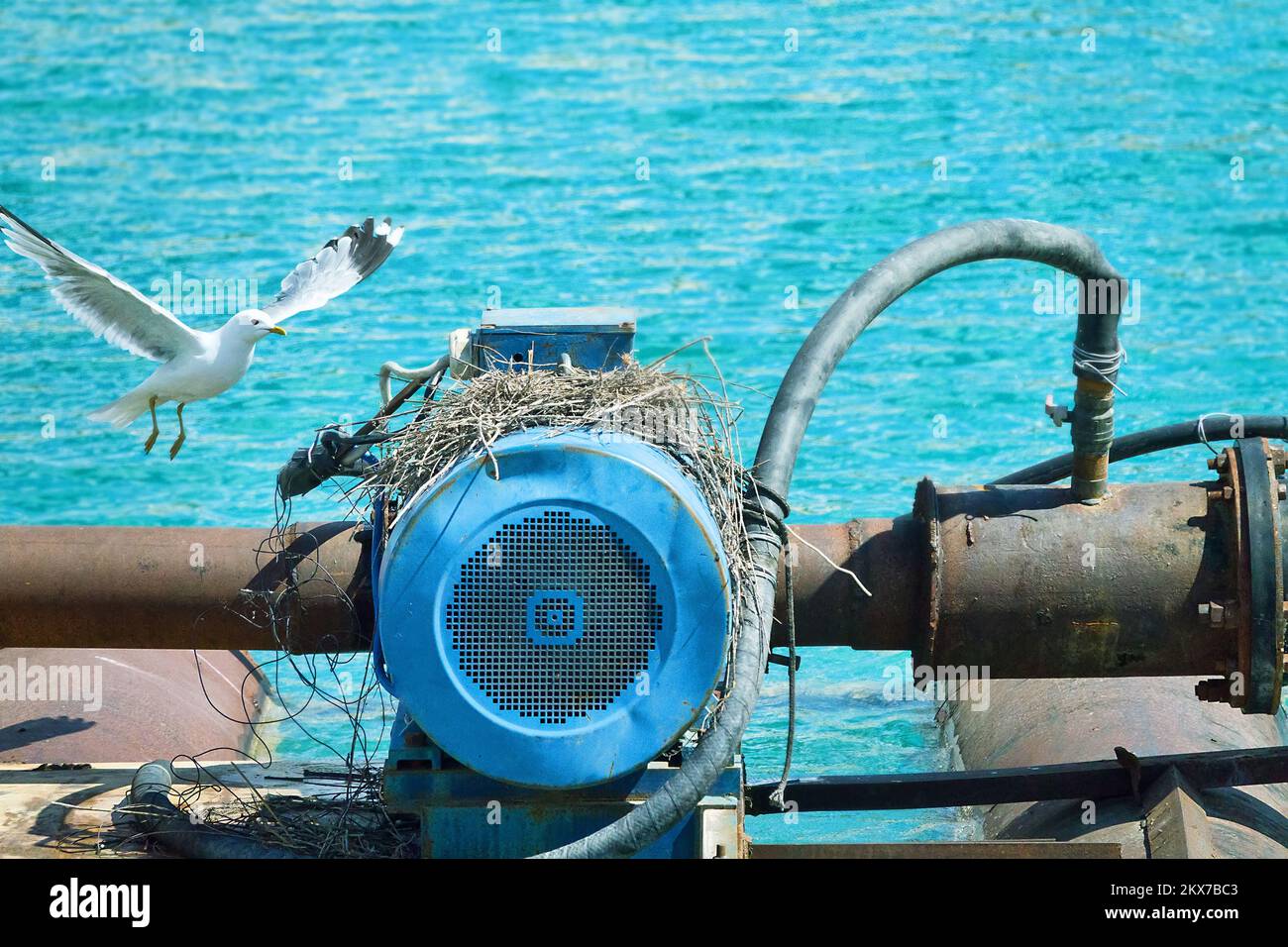 Extremely unusual house. Common gull (Larus canus) built nest on ...