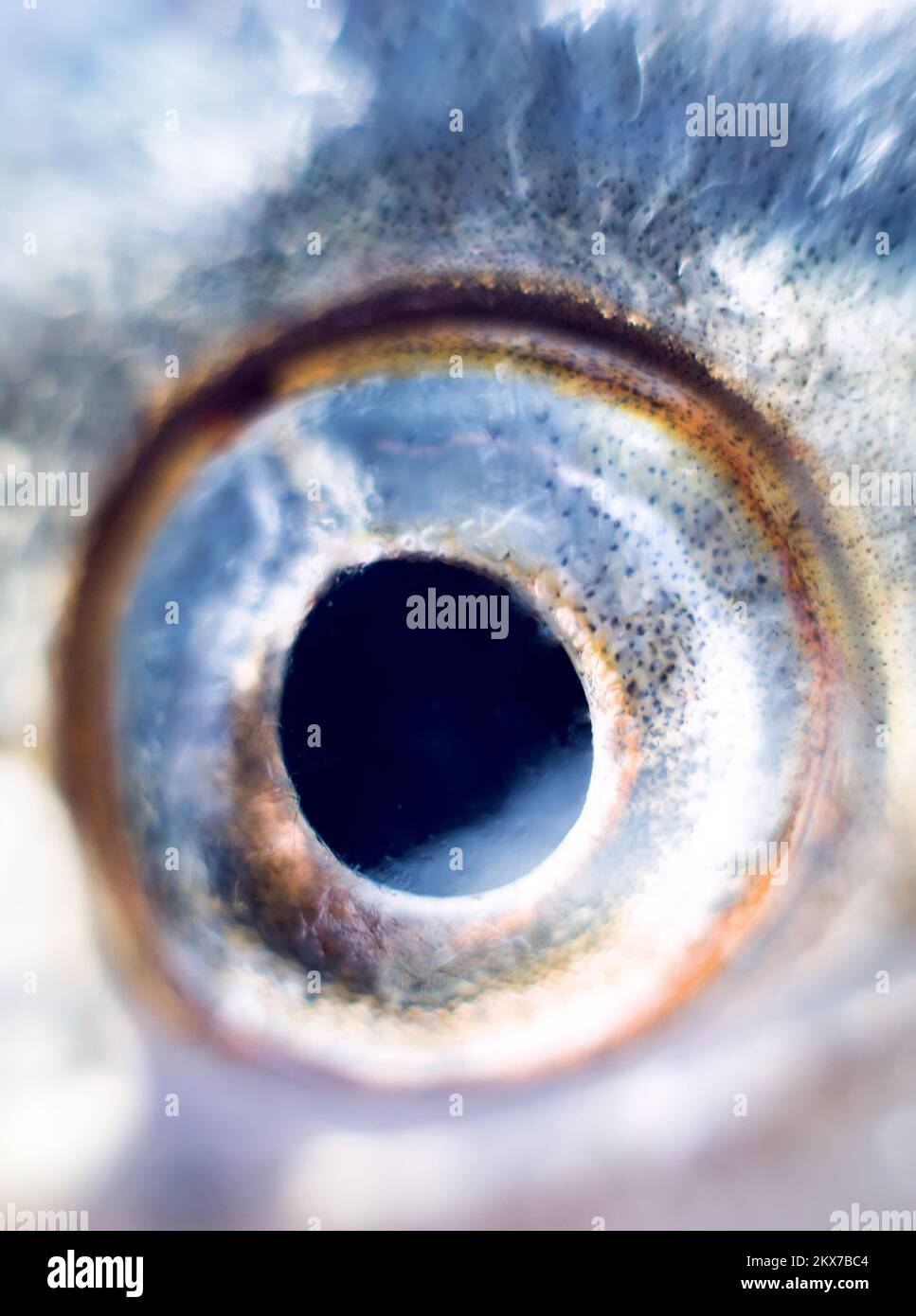 Sabrefish portraits hi-res stock photography and images - Alamy