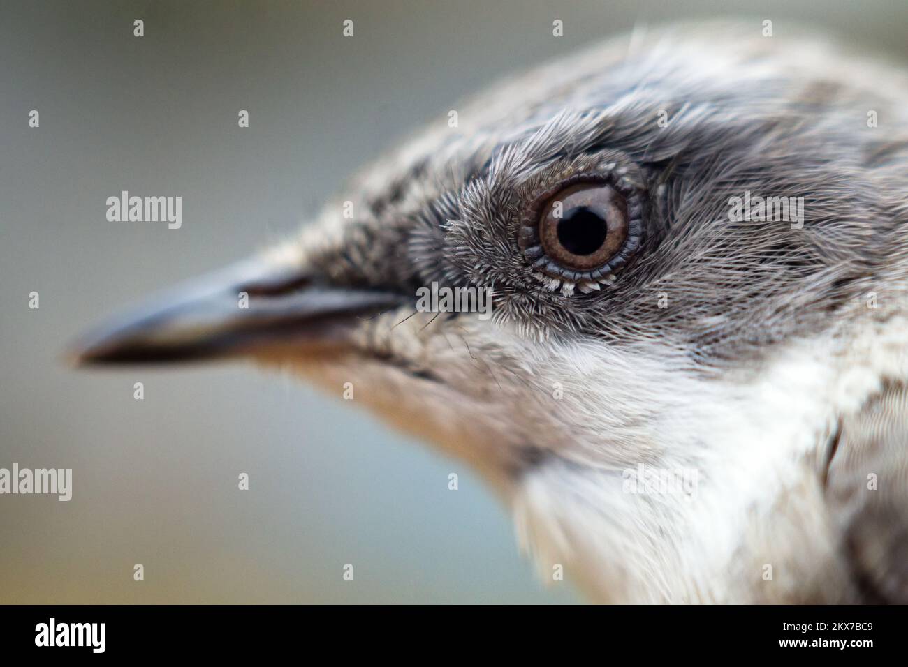Closer to nature and human. Macro images of well-known birds in a ...