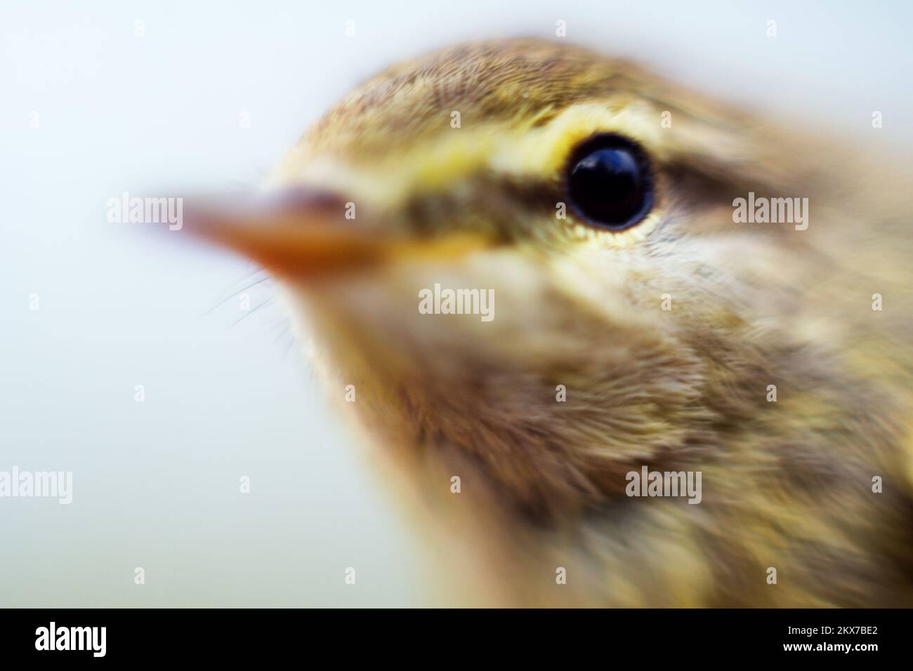 Closer to nature and human. Macro images of well-known birds in a ...