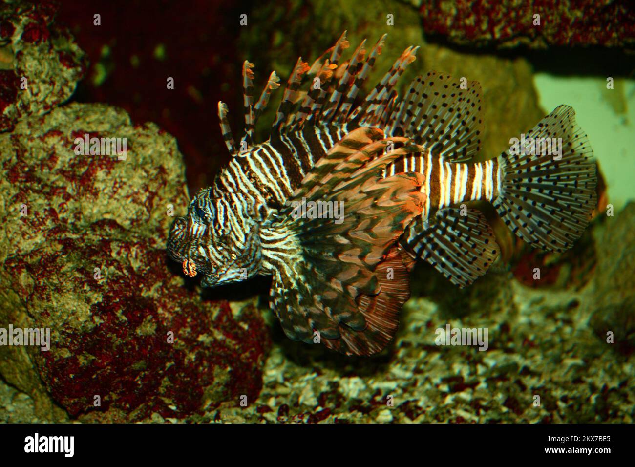 Rotfeuerfisch / Lionfish / Pterois antennata Stock Photo - Alamy