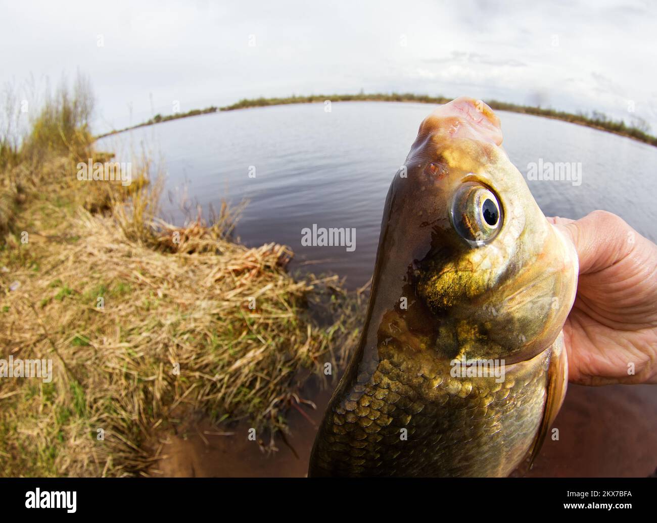 An enviable trophy of a fisherman with a fishing rod in a European ...