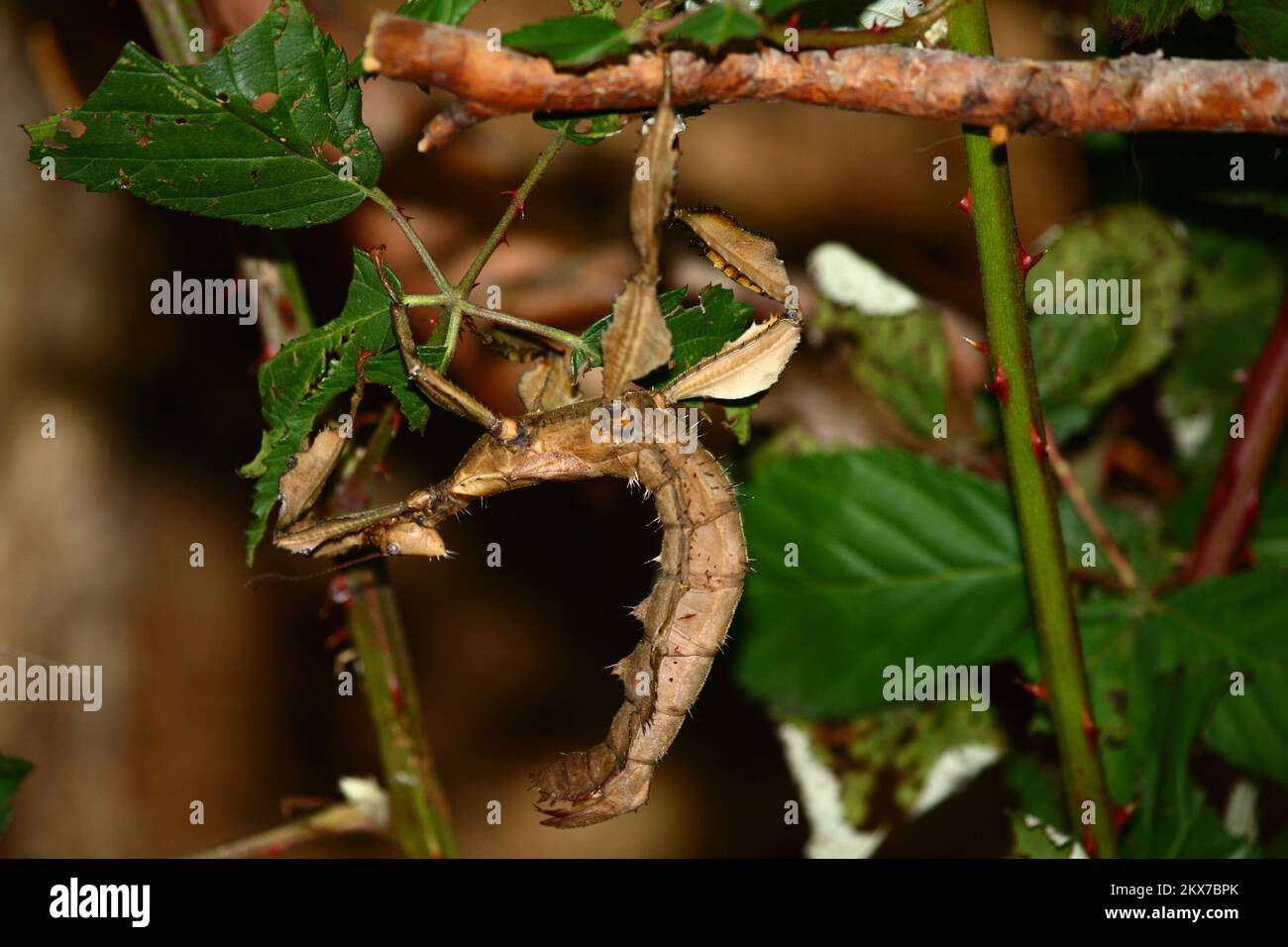 Australian walking sticks hi-res stock photography and images - Alamy