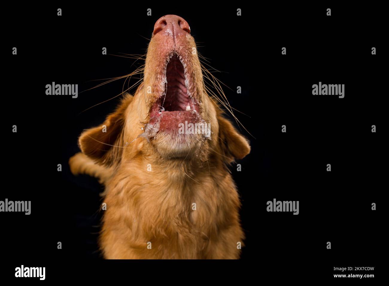 Nova scotia duck tolling retriever dog barking isolated on black ...