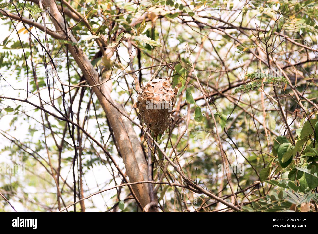 Weaver ants, Asian ecophill (Oecophylla smaragdina) nest, arboreal ...