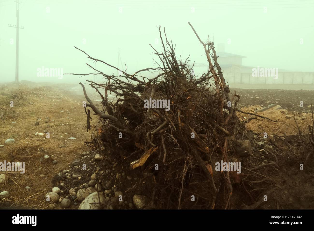 Uprooting of stumps. The root of a tree on the surface of the earth ...