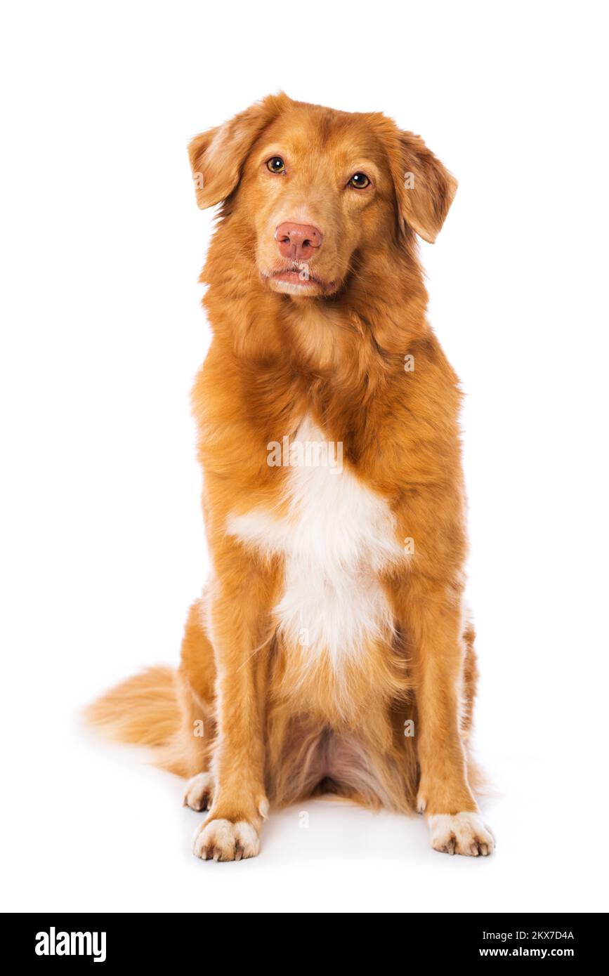 Sitting toller hi-res stock photography and images - Alamy