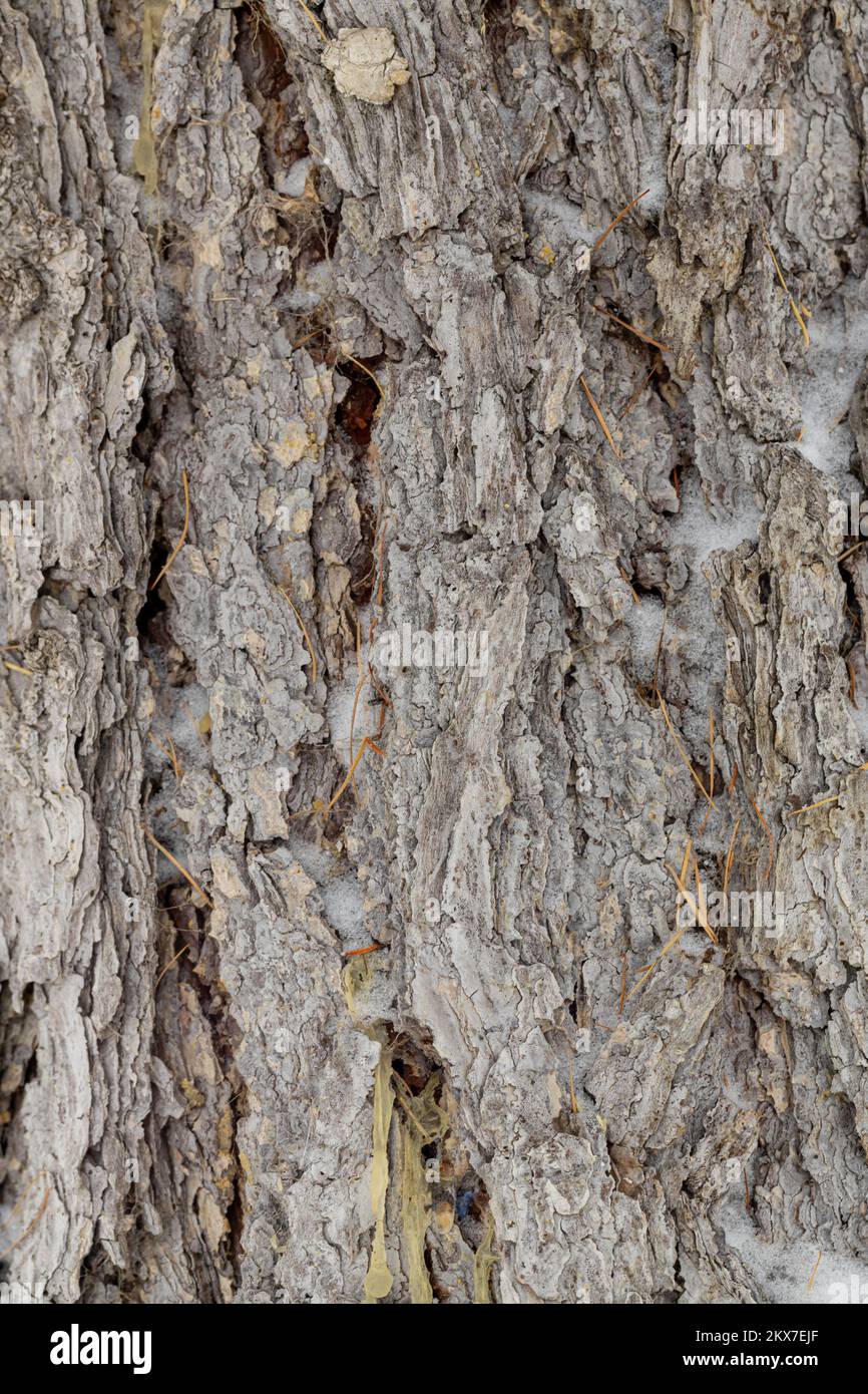 Close-up of tree bark. An old tree. many years ago. carbon sink. close ...