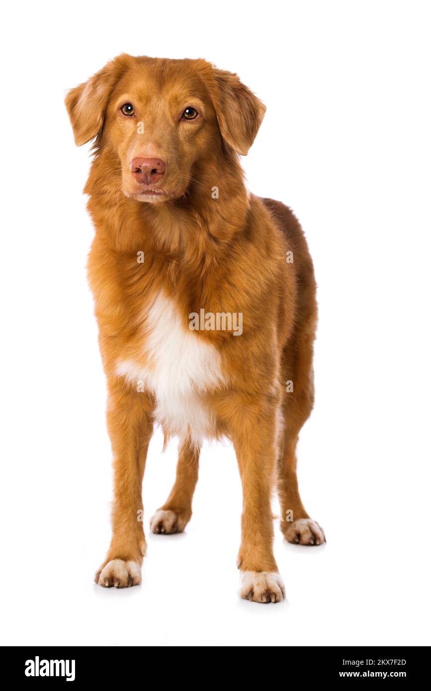 Toller portrait Cut Out Stock Images & Pictures - Alamy