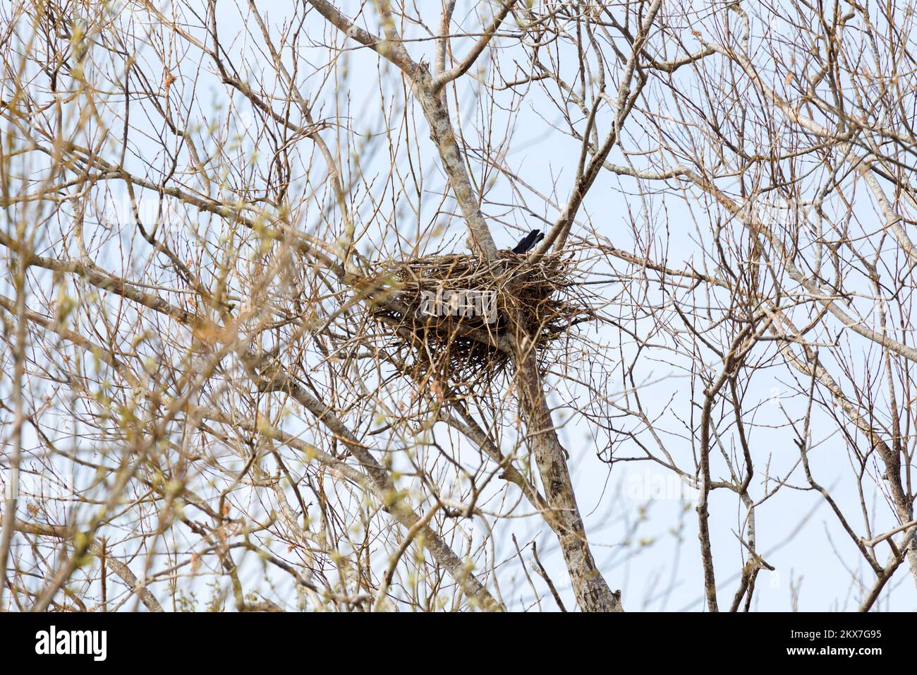 Hooded crow (Corvus cornix) nest on tree. The crow incubates eggs in ...