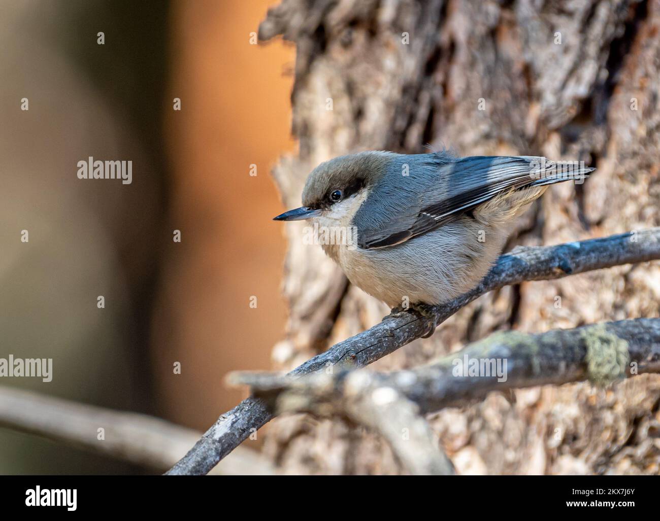 A bright eyed Pygmy Nuthatch perched on a branch while foraging through ...