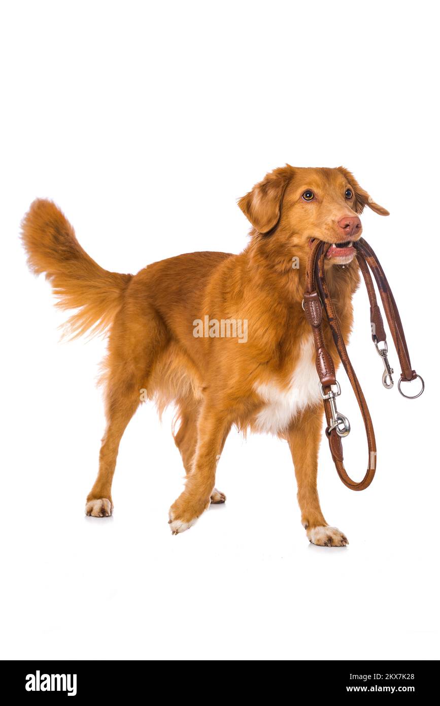 Nova scotia duck tolling retriever dog standing isolated on white ...