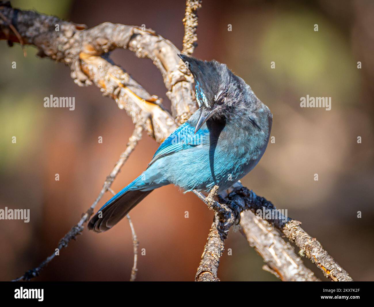 A beautiful Steller's Jay perches on a branch studying the forest floor ...