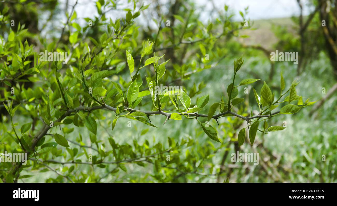 Christ's-thorn (Paliurus spina-christi) in spring time. Fresh foliage ...
