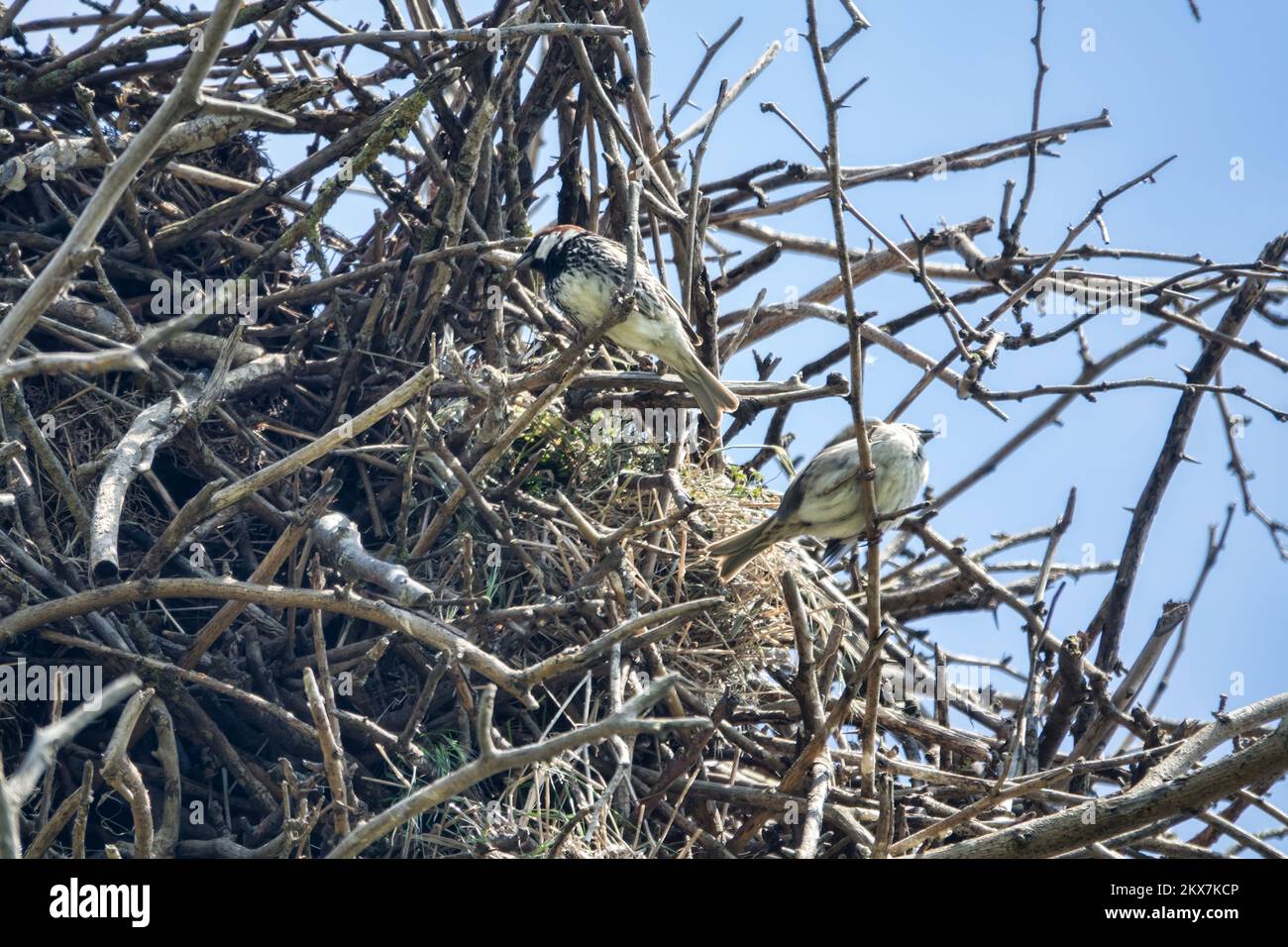 Spanish sparrows (Passer hispaniolensis) nest in rooks' nests, where ...