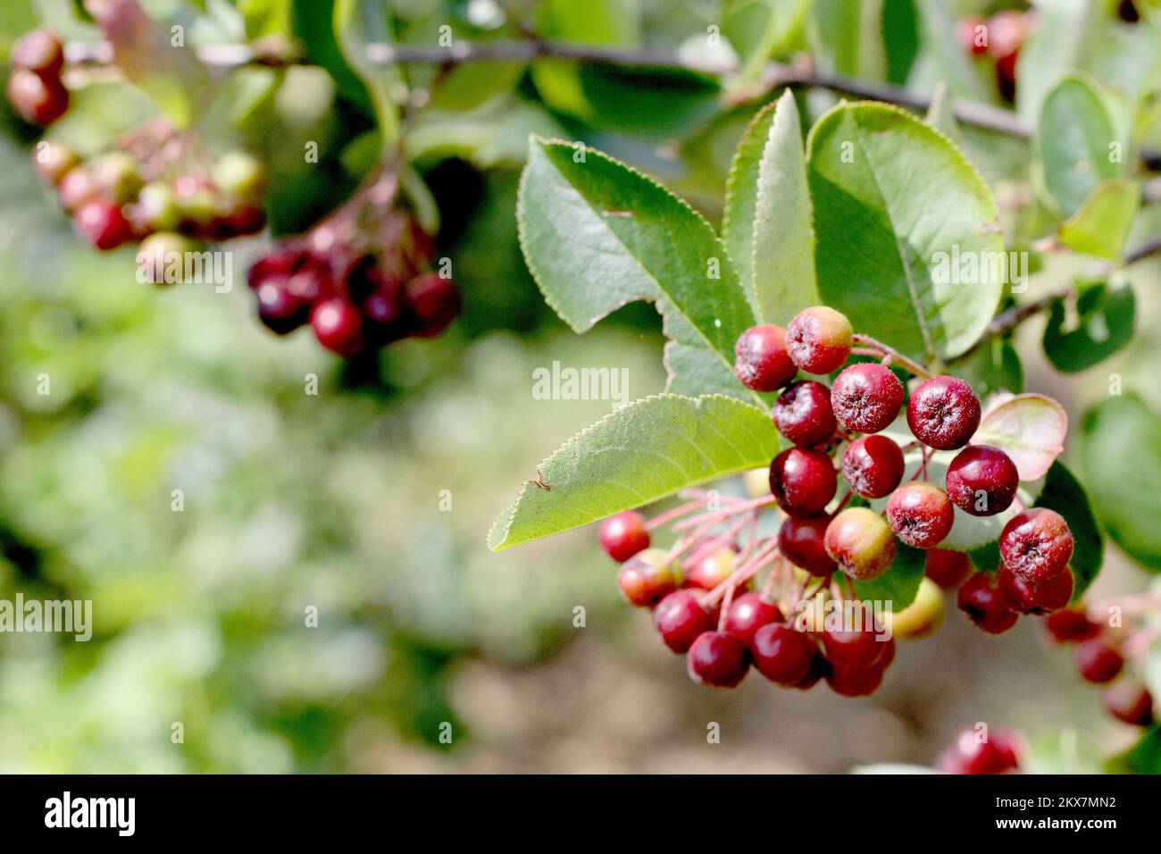 29.07.2018., Zagreb - Black aronia, Aronia melanocarpa, one of the four ...