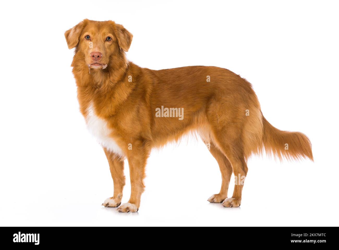 Nova duck tolling retriever isolated on white Stock Photo - Alamy