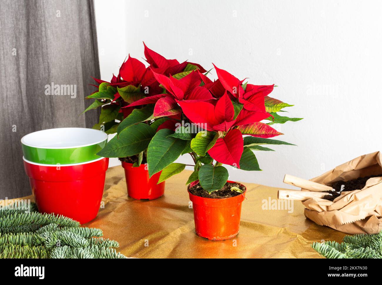 Transplanting Poinsettia Christmas Flowers into red and green pots ...