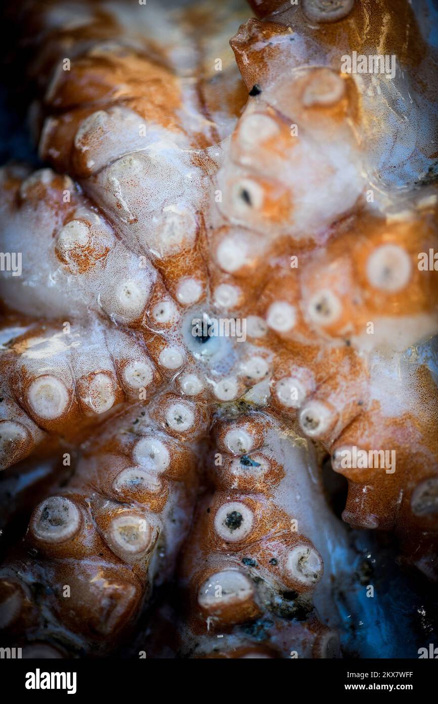 05.08.2018., Zagreb, Croatia - The octopus is a soft-bodied, eight ...