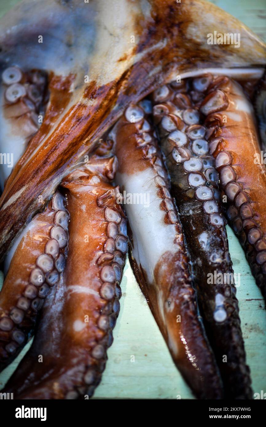 05.08.2018., Zagreb, Croatia - The octopus is a soft-bodied, eight ...