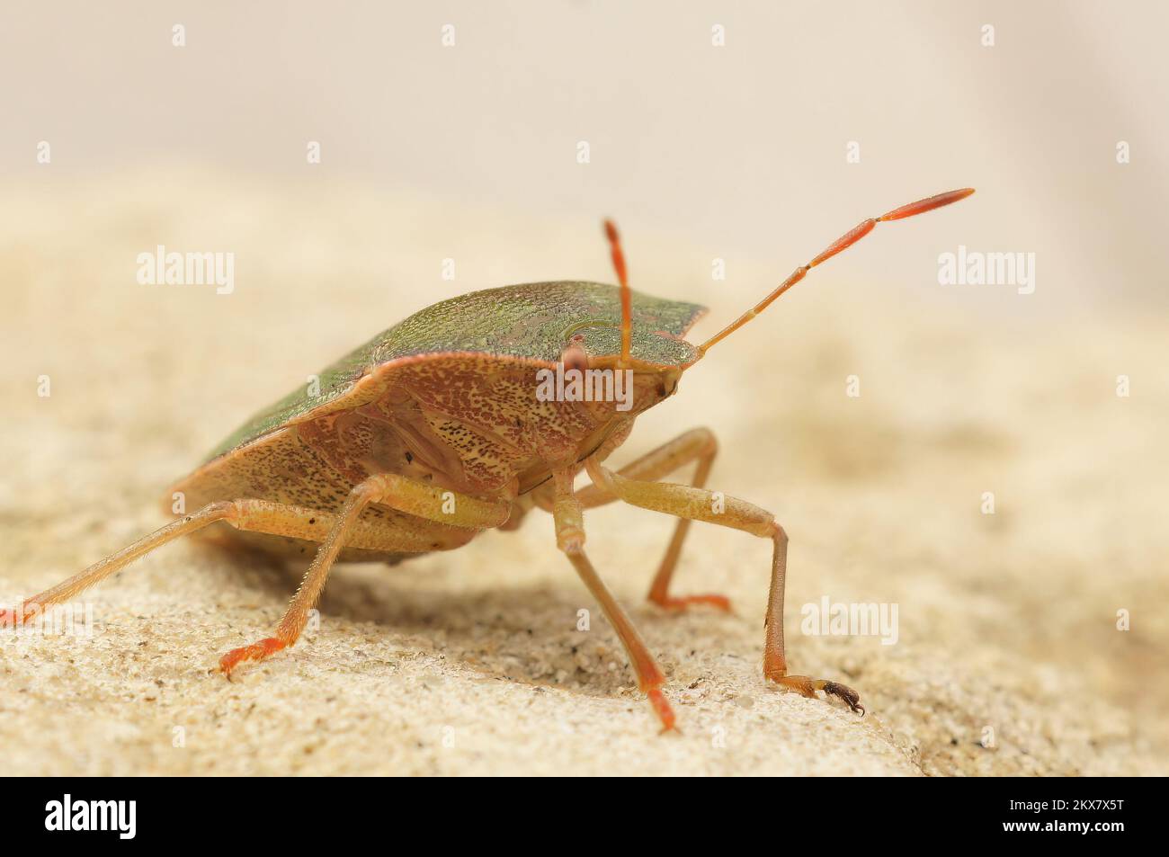 Detailed closeup on the green shieldbug, Palomena prasina sitting on a stone Stock Photo - Alamy