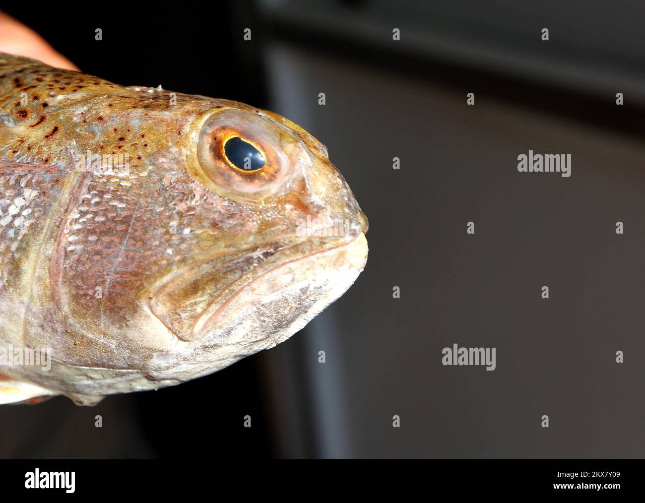 10.08.2018., Sibenik, Croatia - The greater weever (Trachinus draco ...