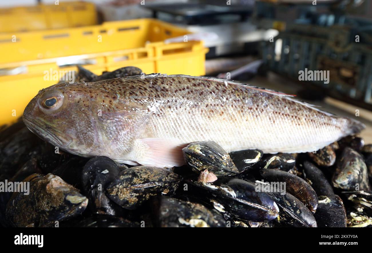10.08.2018., Sibenik, Croatia - The greater weever (Trachinus draco ...
