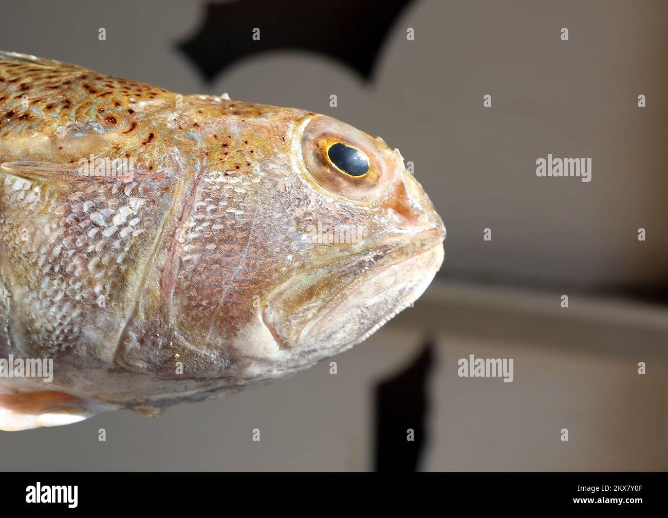 10.08.2018., Sibenik, Croatia - The greater weever (Trachinus draco ...