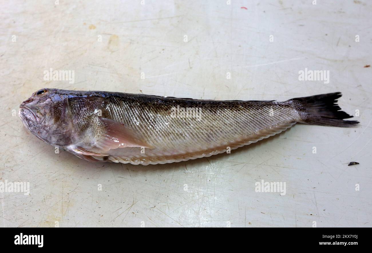 10.08.2018., Sibenik, Croatia - The greater weever (Trachinus draco ...