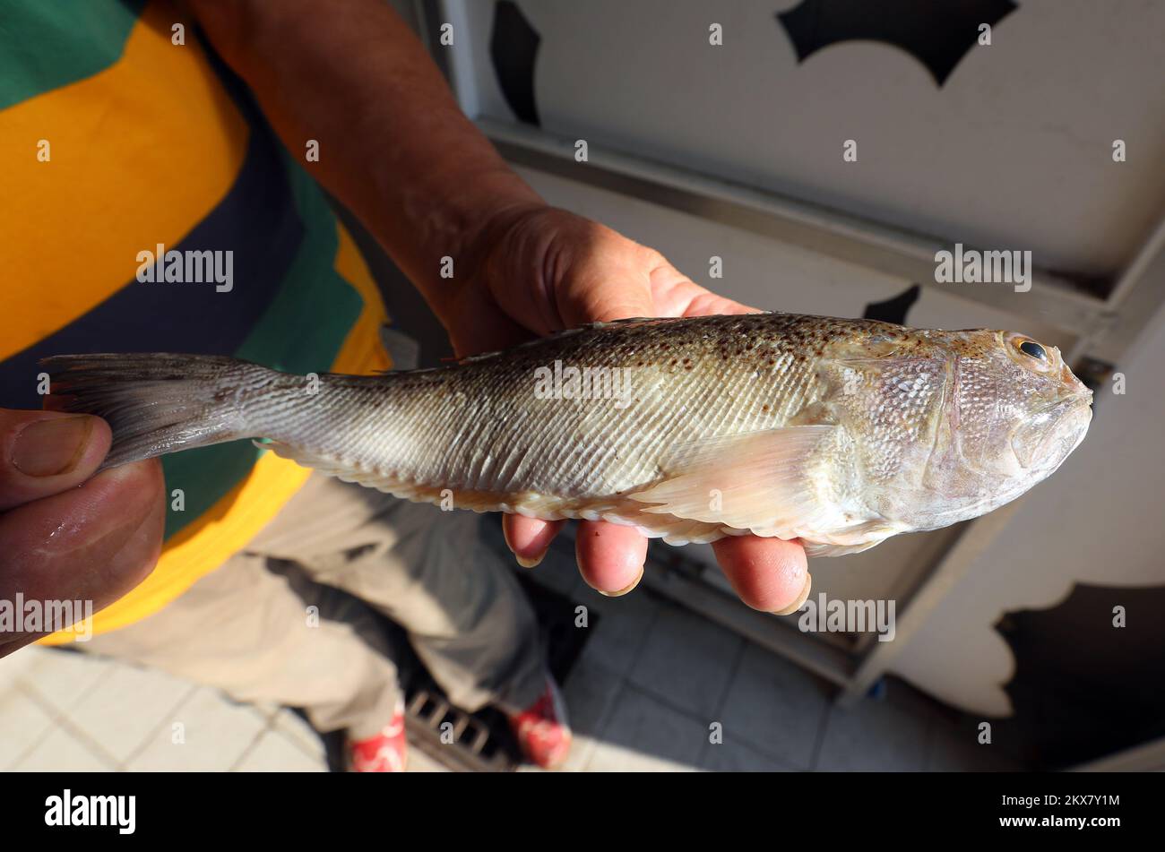 10.08.2018., Sibenik, Croatia - The greater weever (Trachinus draco ...