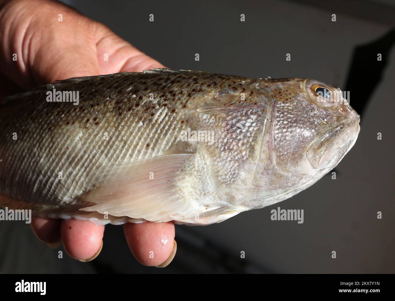 10.08.2018., Sibenik, Croatia - The greater weever (Trachinus draco ...