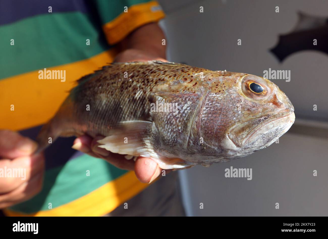 10.08.2018., Sibenik, Croatia - The greater weever (Trachinus draco ...