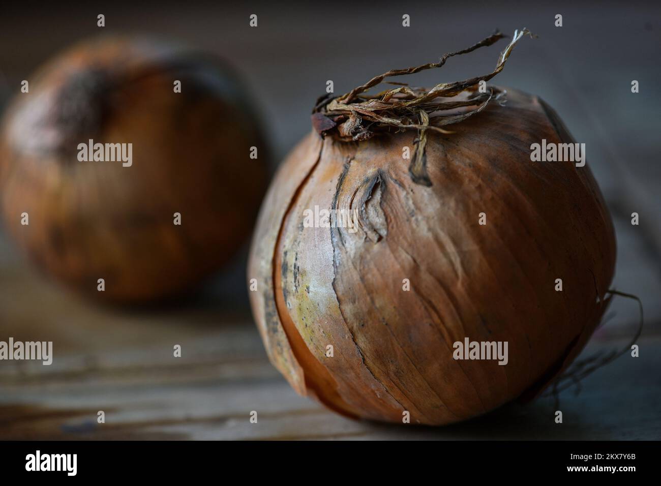 09.08.2018., Zagreb, Croatia - Onion , also known as the bulb onion or ...