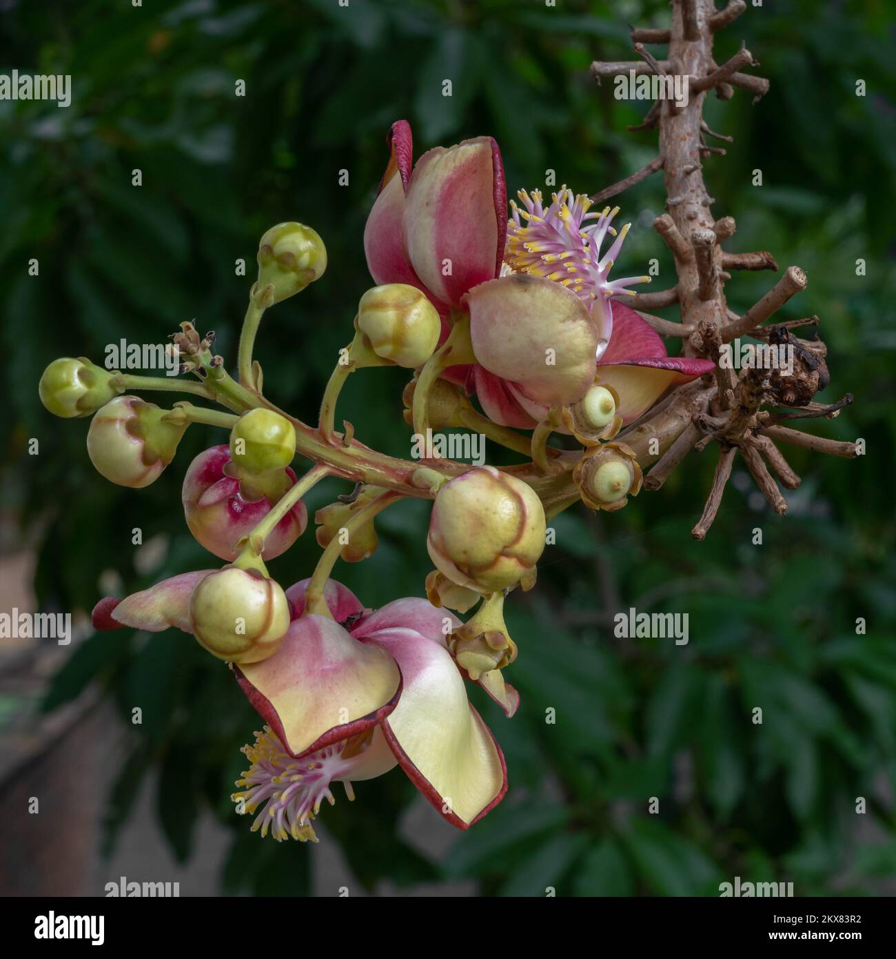 Closeup view of flowers, buds and young fruits on a branch of the ...