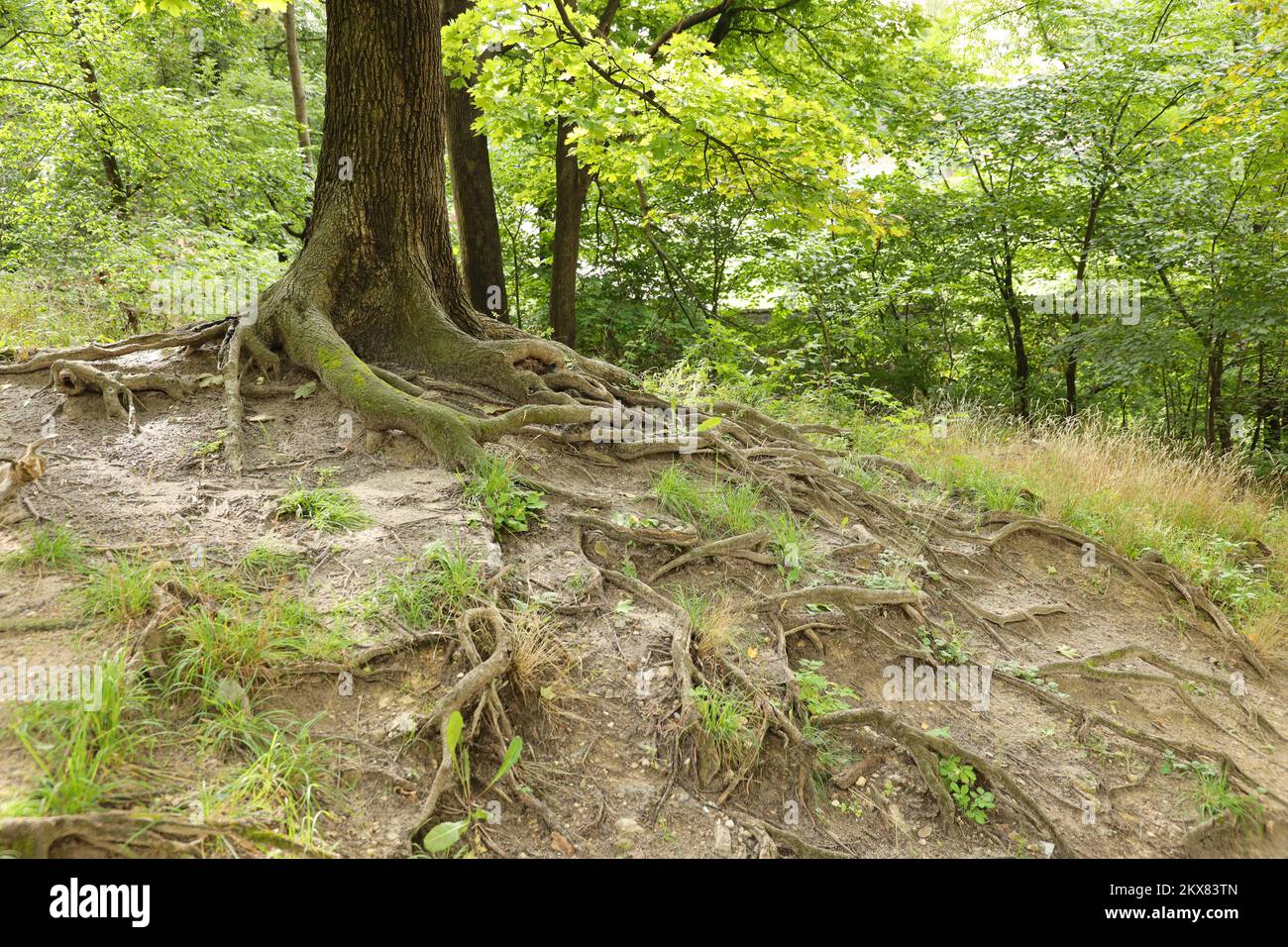 Mighty roots of an old tree in green forest in daytime. Beautiful ...
