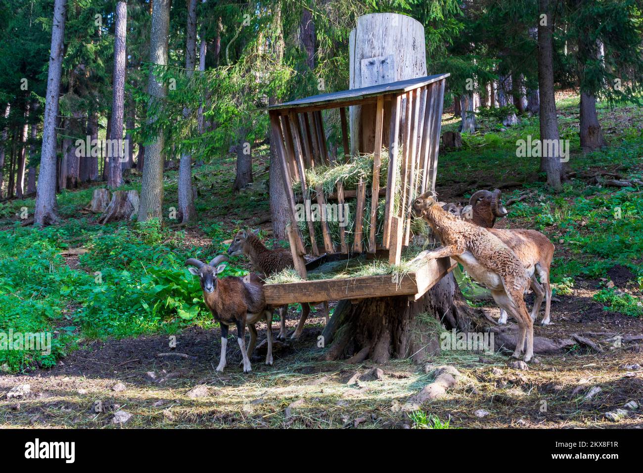 Schwarzau im Gebirge: mouflon (Ovis gmelini), feeding place in ...