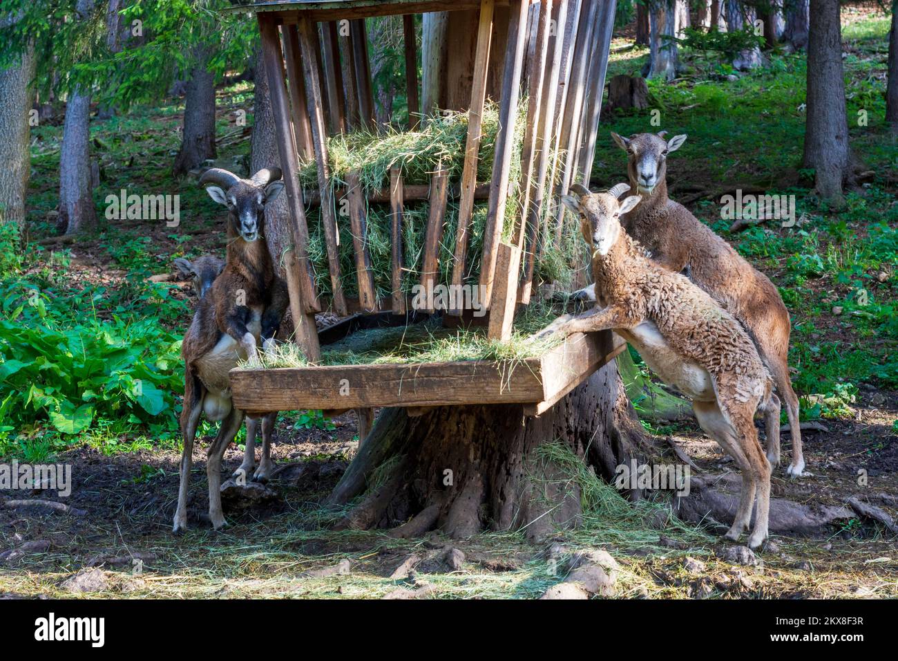 Schwarzau im Gebirge: mouflon (Ovis gmelini), feeding place in ...