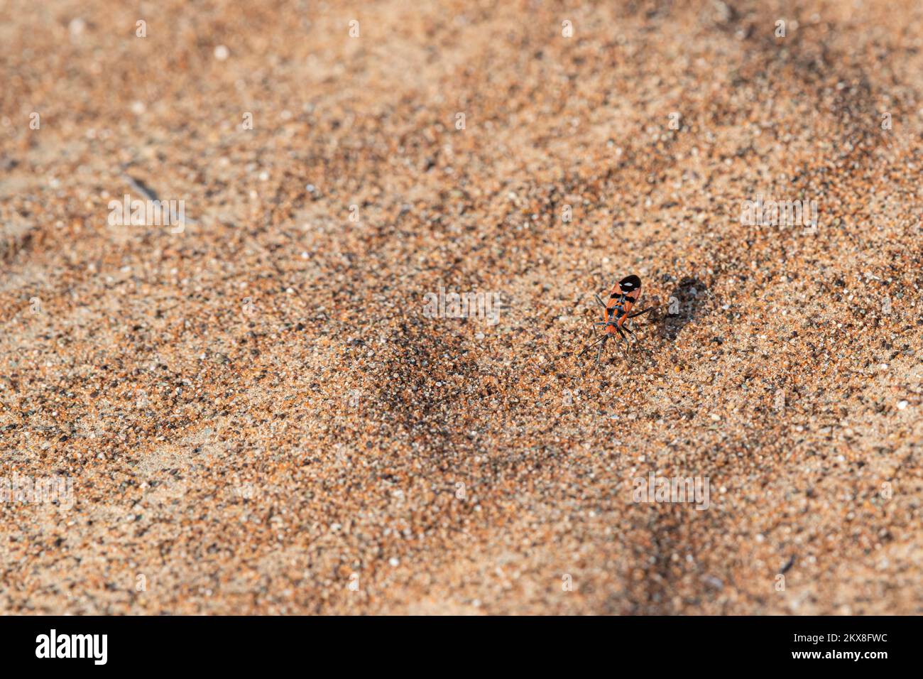 Top view of an Insect in the sand of a dune, supposely Black-and-Red ...